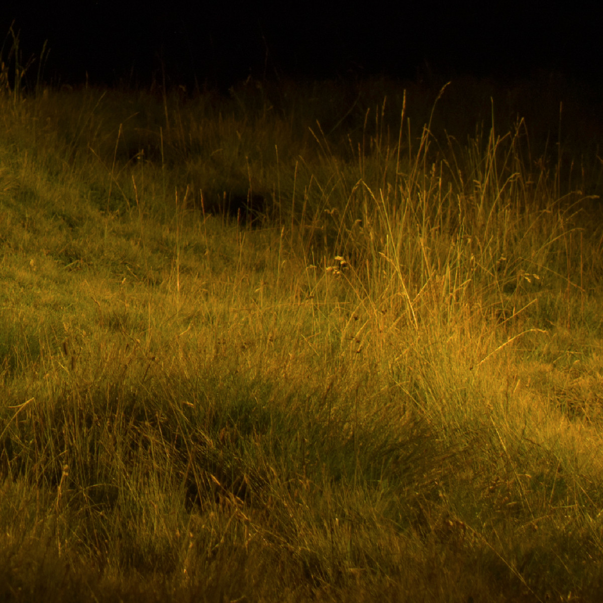 Ghosts: Obcowanie z duchami Hani Rani | szkup.pl